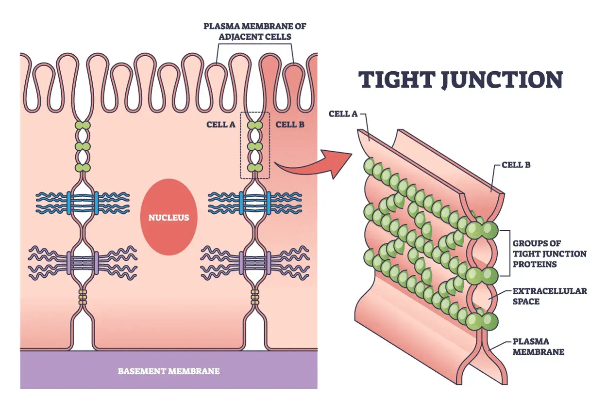 The role of Zonulin-mediated gut permeability in IBD